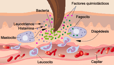 Patología 2014: EVOLUCION DE LA INFLAMACION AGUDA