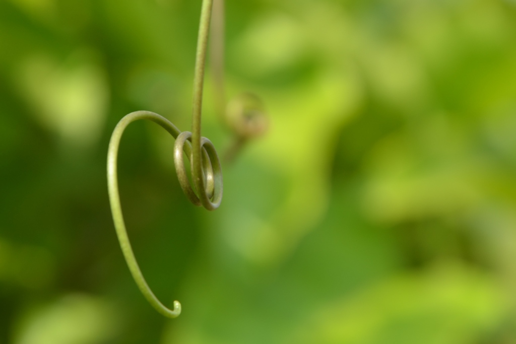 My little vegetable garden: Tendrils of markisa / passion fruits