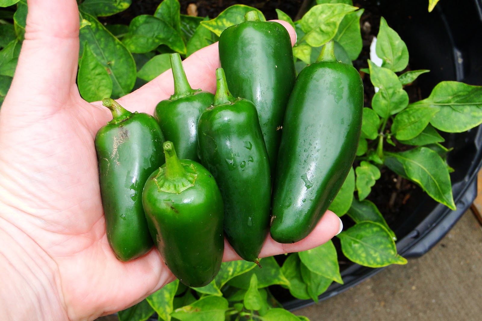 Alejandro Pepper Farm: 2013 First Pepper Harvest