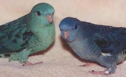 The Splendid Bourke Bird Blog: Lineolated Parakeet in Cobalt Blue, Our ...