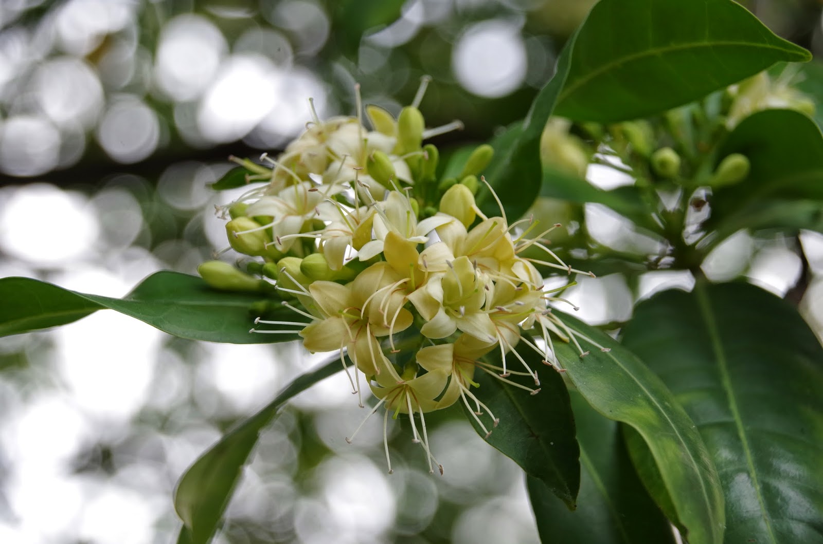 Trees and Plants: Tembusu