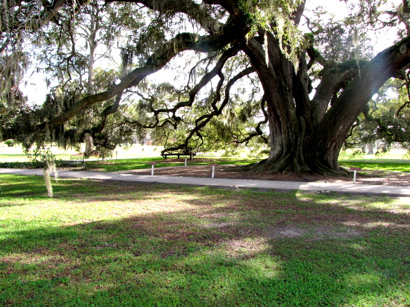 Forgotten Georgia: The Village Sentinel (the tallest live oak in ...