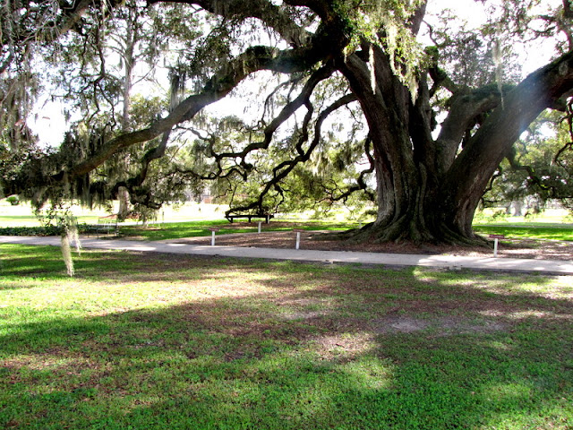 Forgotten Georgia: The Village Sentinel (the tallest live oak in ...