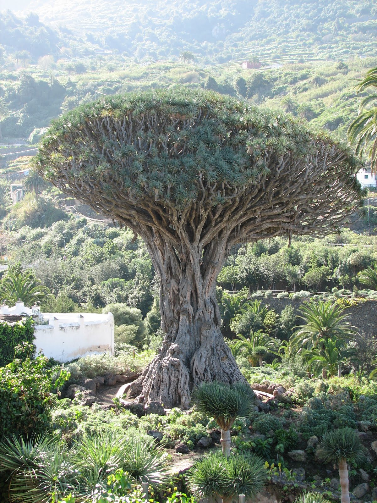 Mitología Canaria: Leyenda del Drago Milenario