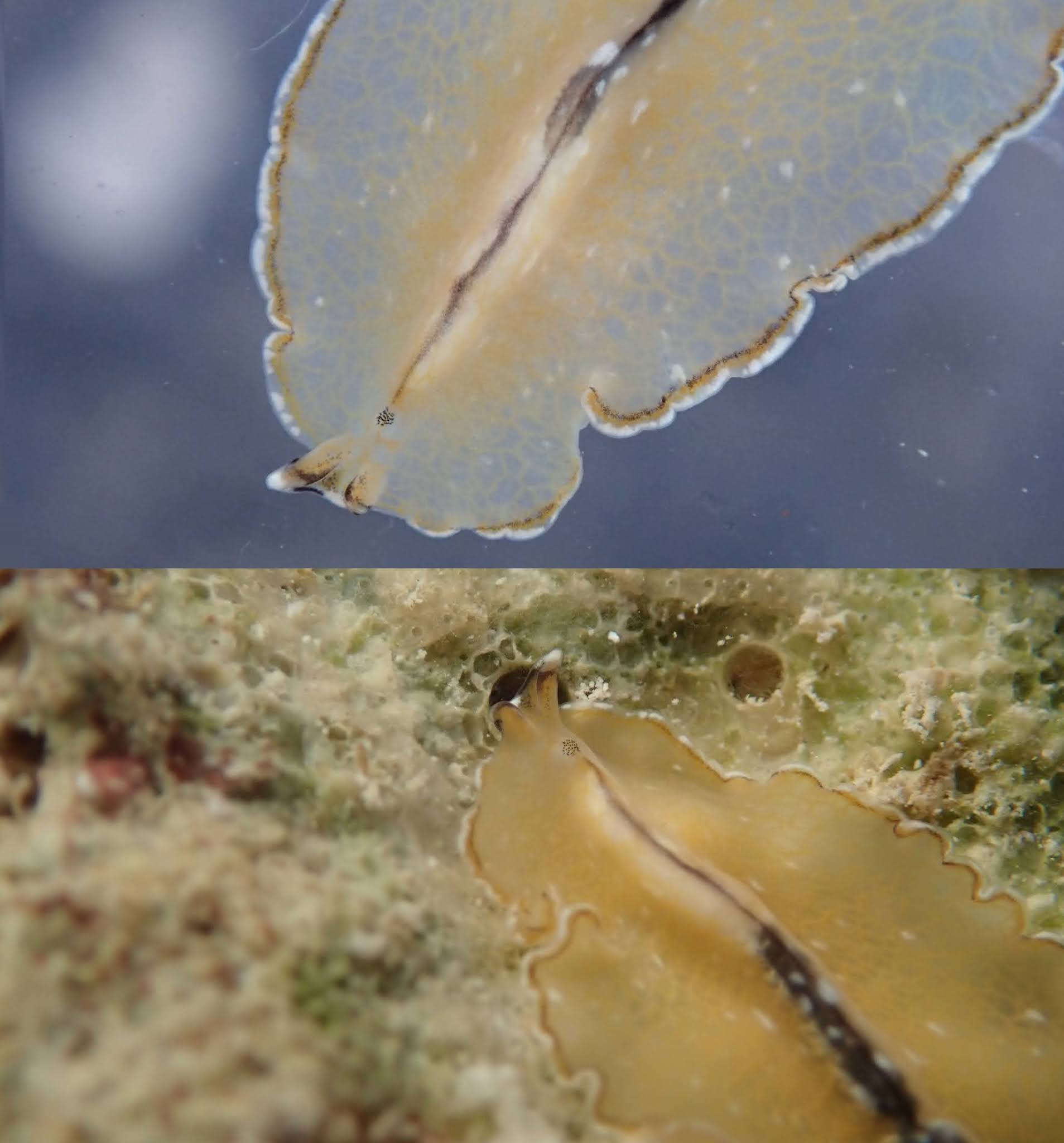 Species New to Science: [Invertebrate • 2020] Bulaceros newcannorum • A ...