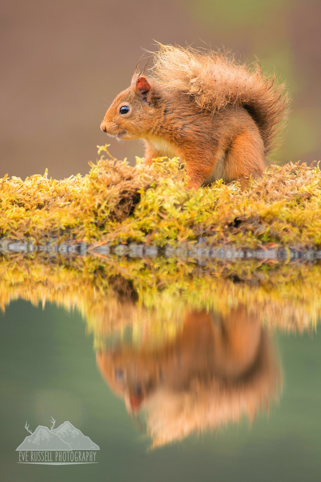 WILDWATCHER: Red Squirrels - Red Squirrel photography workshops & hide ...