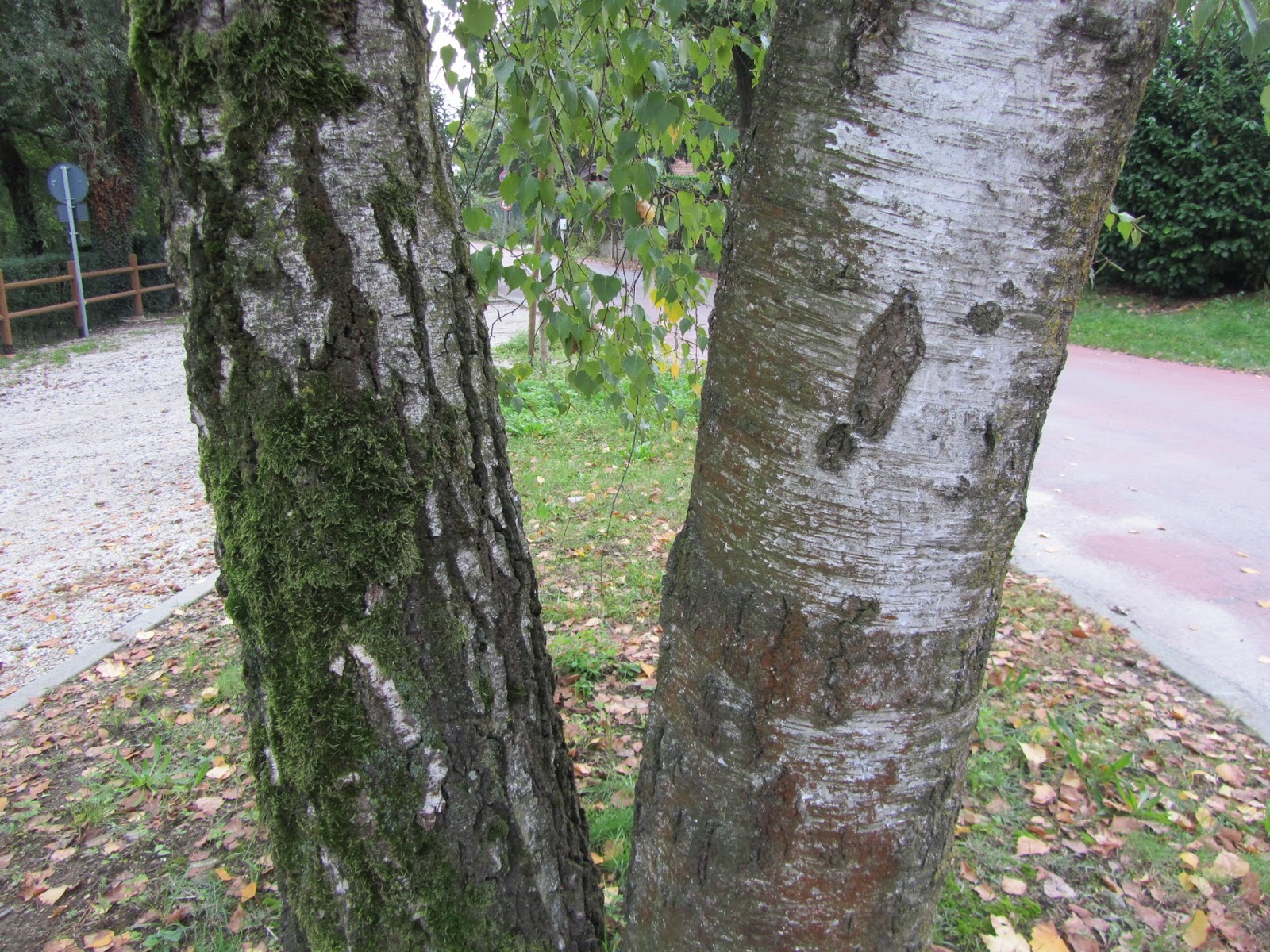 La Betulla Bianca (Betula pendula): Distribuzione e Caratteristiche ...