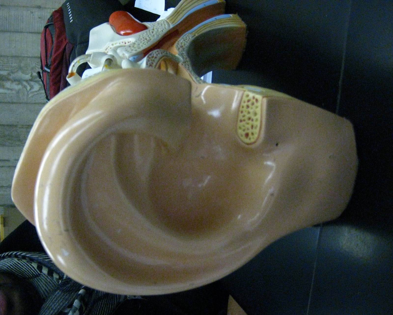 Cow Eye and Ear Model