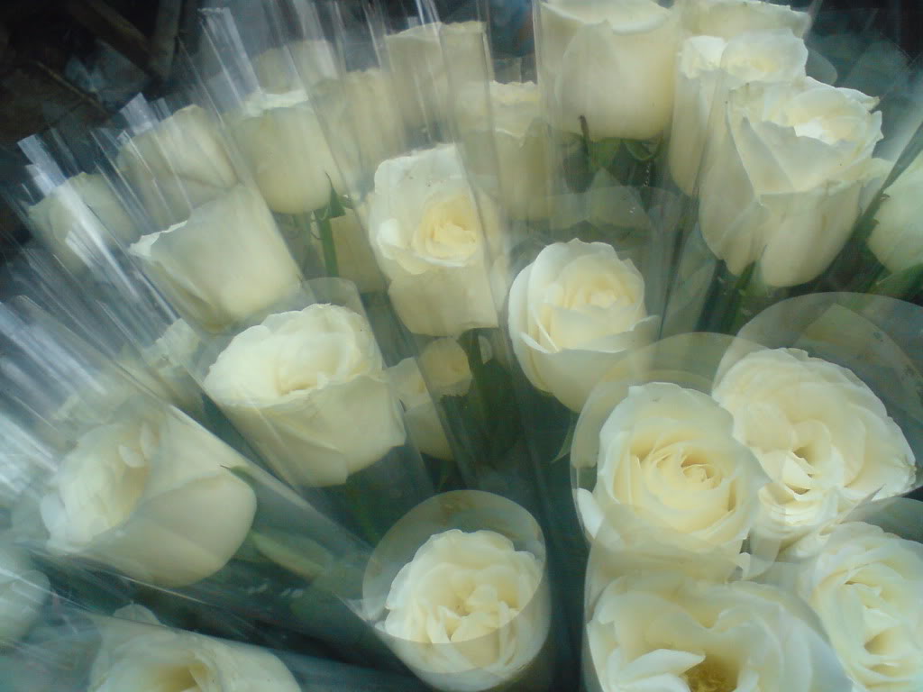 Renata Florist: Mawar batangan (1 tangkai + bungkus)