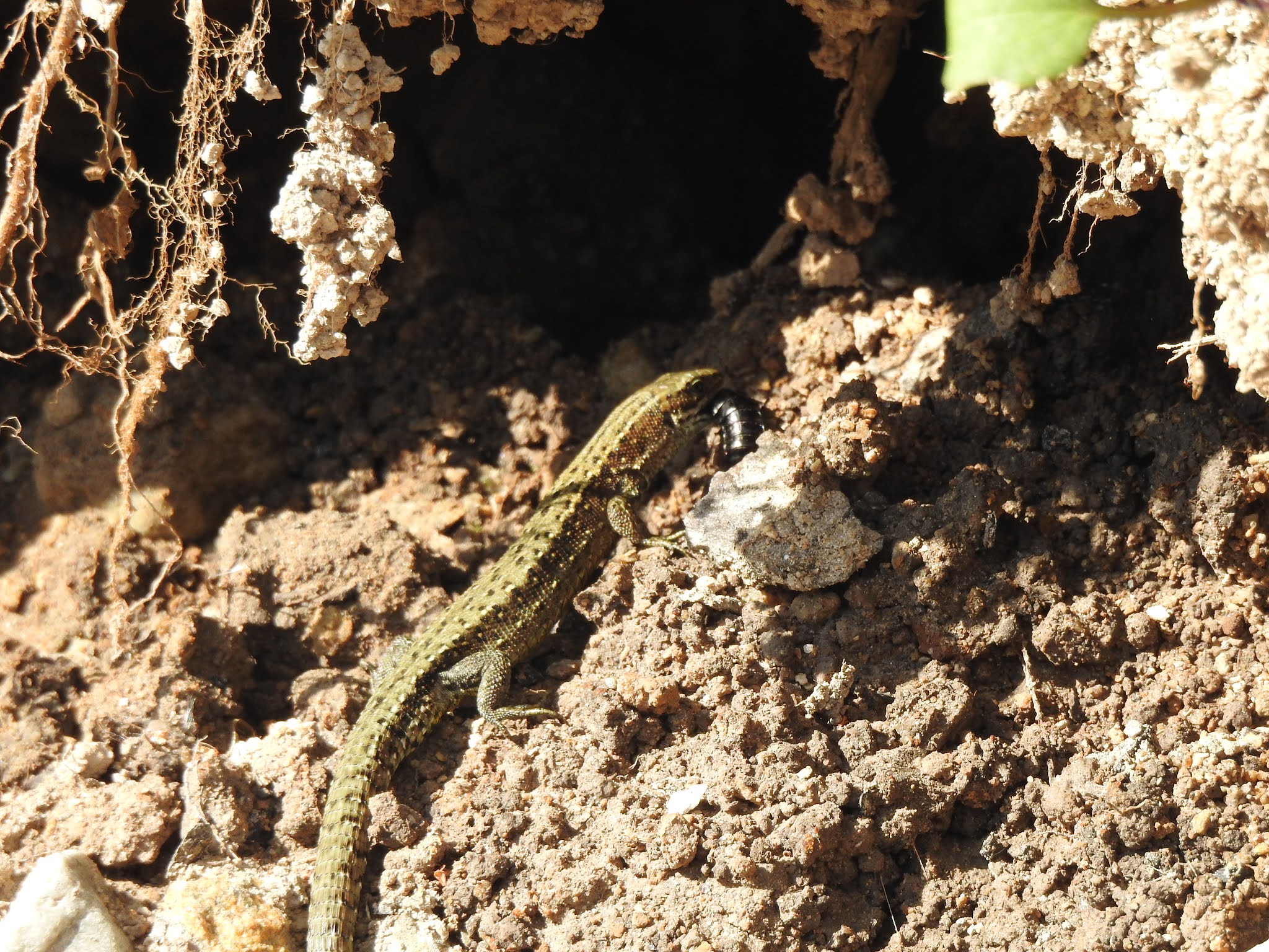 PASARI DIN ROMANIA: REPTILE ( 2 ), Soparle