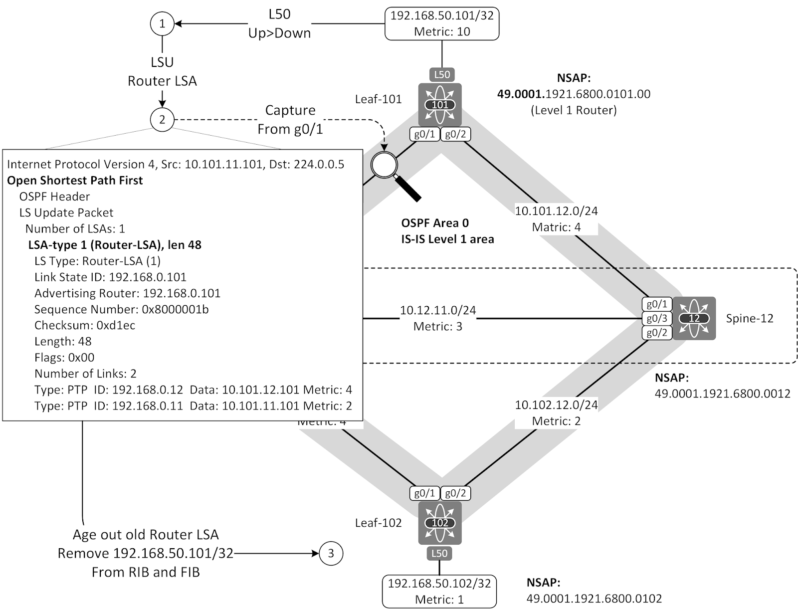 The Network Times: VXLAN Underlay Routing - Part II: OSPF and IS-IS ...