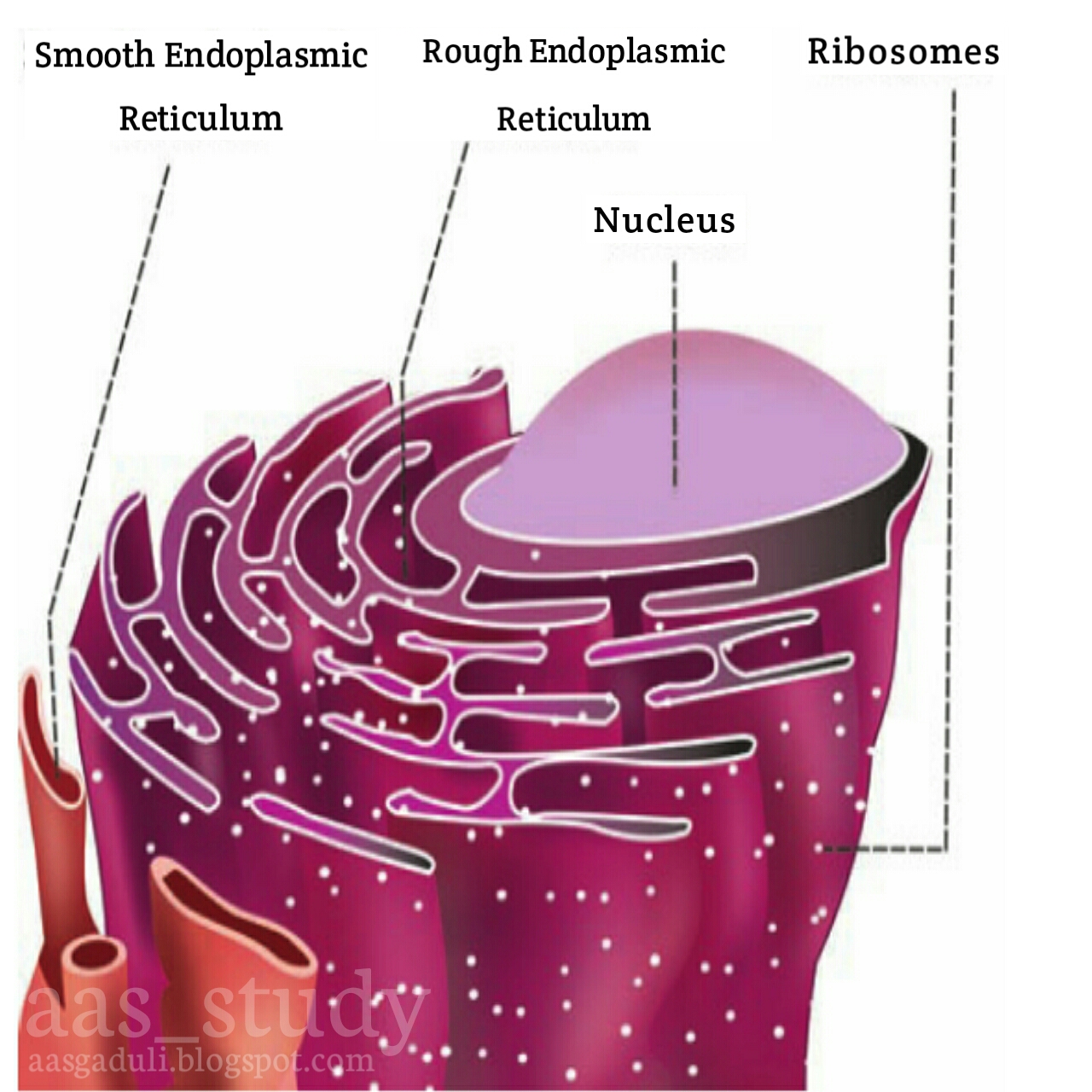 Endoplasmic reticulum