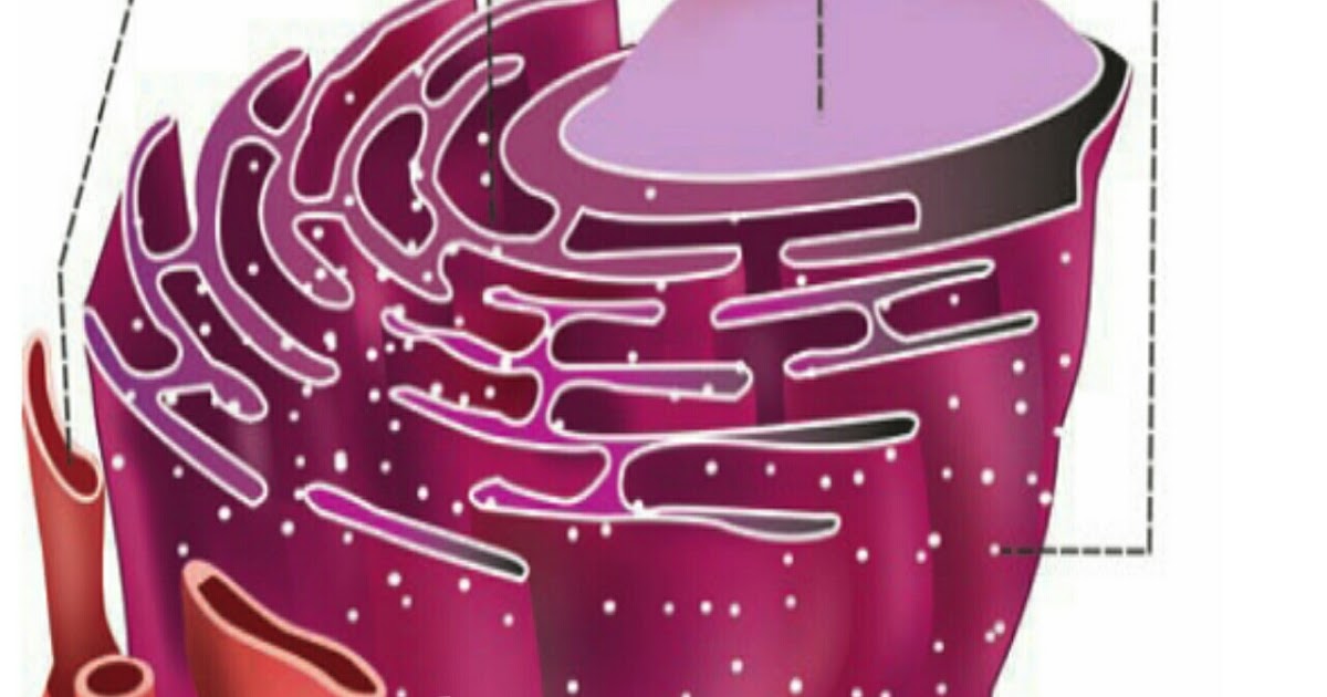 Endoplasmic reticulum