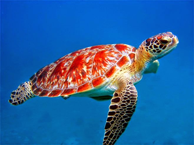 Sea Turtles Return to Antigua | Coco Belle