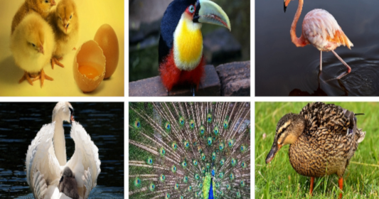 Birds Names o Mga Ibon in Tagalog and English - Filipino Parenting