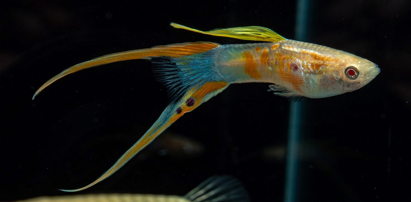 Guppy Show in Vienna Trios and Pairs 2019 - Ralfs-Guppy-Blog