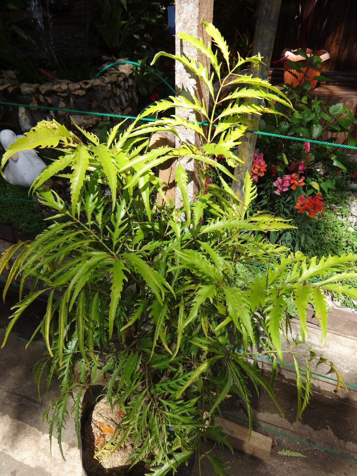 Herbs from Distant Lands: Polyscias fruiticosa - Ming Aralia, Polyscias ...