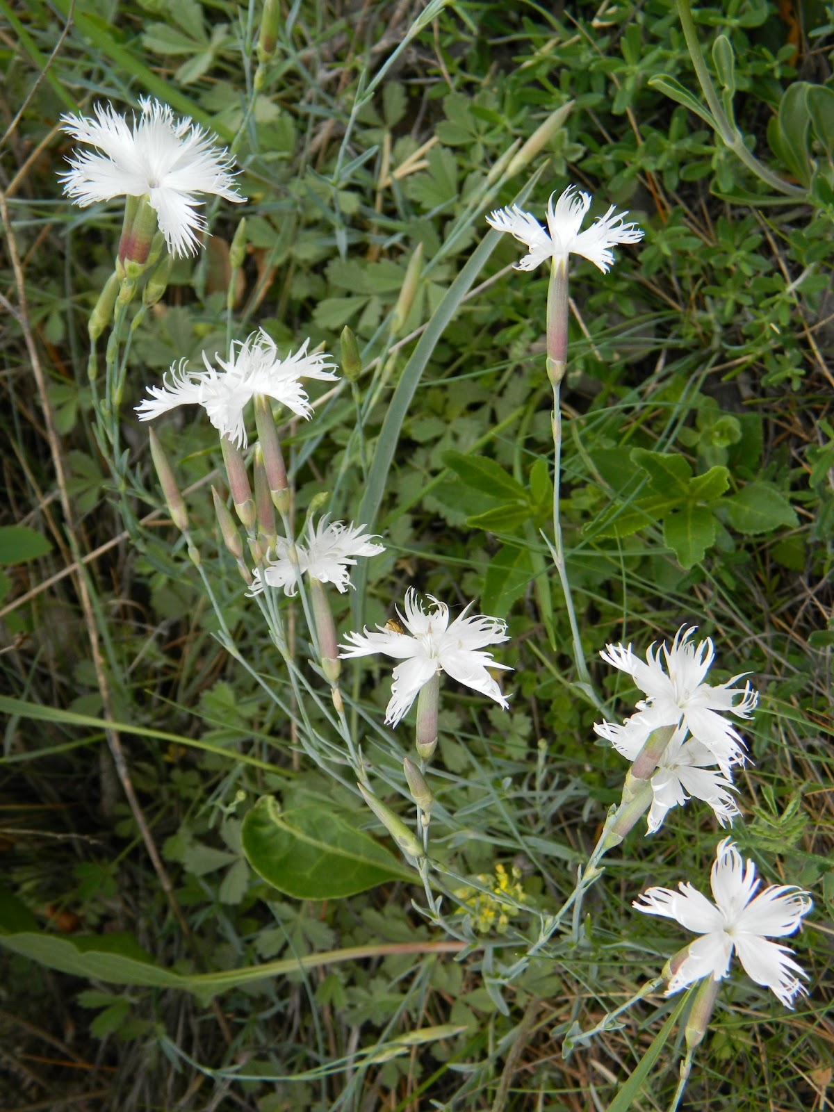 Terep-járó: Pilisi len túra a Szénásokon