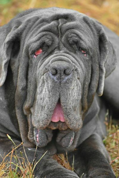 Snaporaz 58: Diari Notturni Lombosciatalgici: Il Morso del Molosso