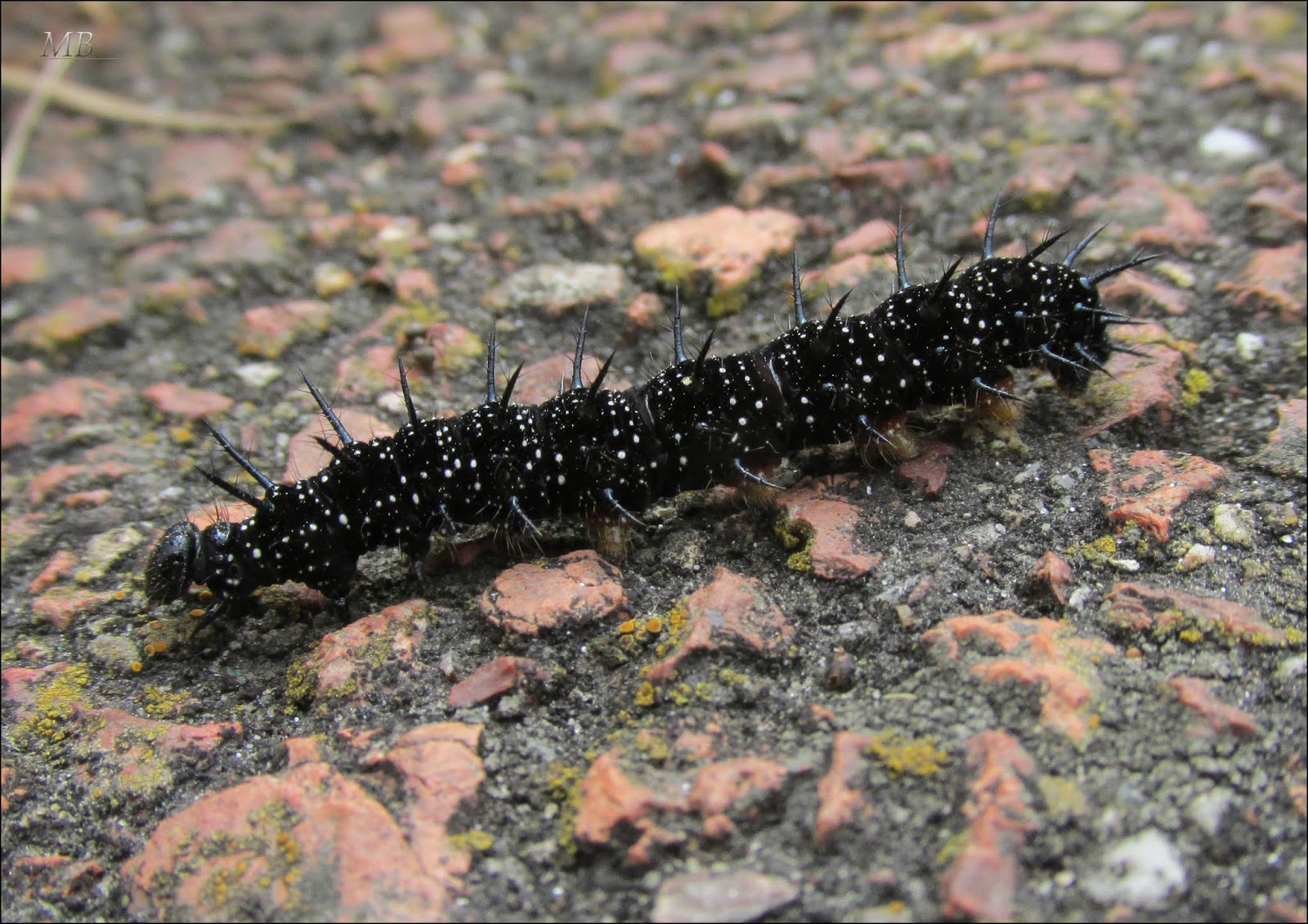 foto & oprisping: Rups van de week