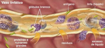 Linfa ~ Biopsicosalud