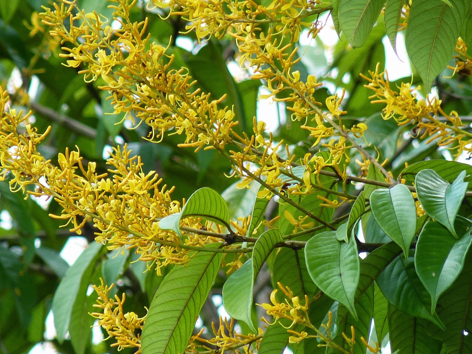 ARBORETUM: ARBOLES FANTASTICOS, Dormilón