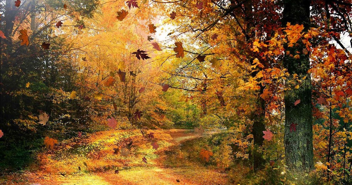 Prachtige herfst achtergrond | Bureaublad Achtergronden