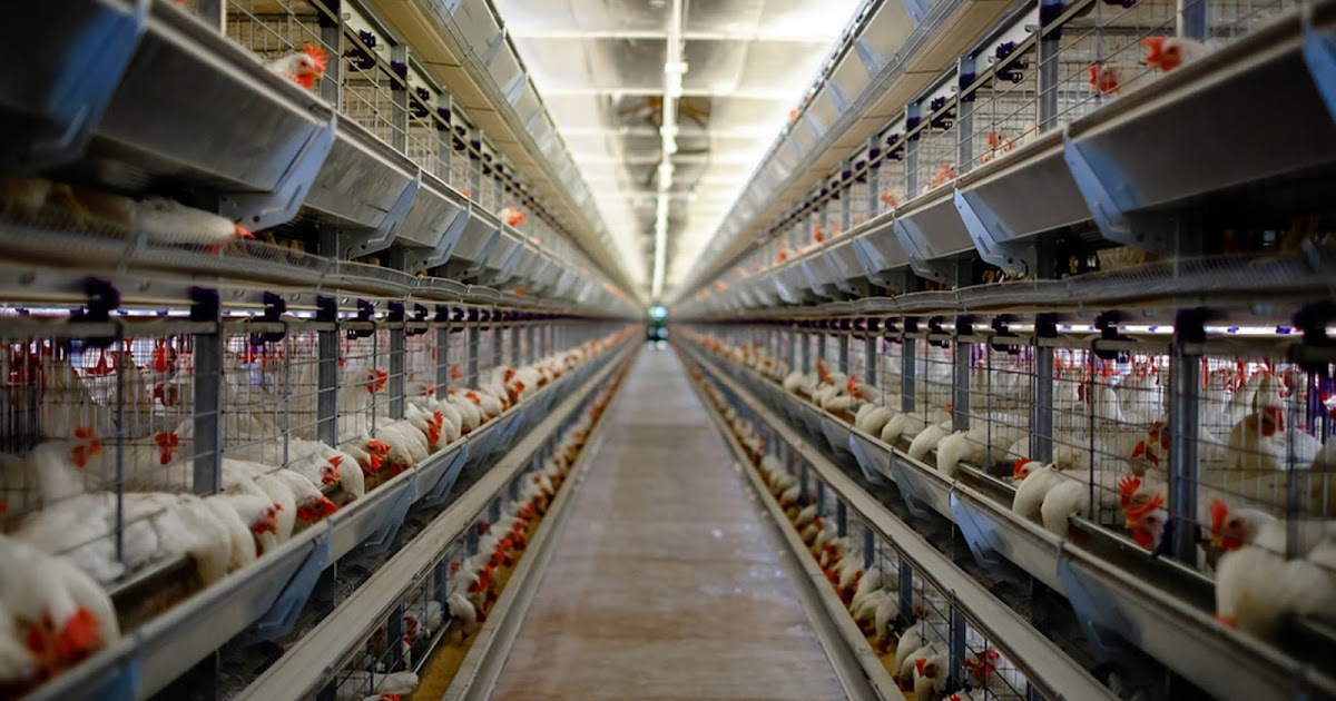 definition-of-poultry-mercordi-animal-care