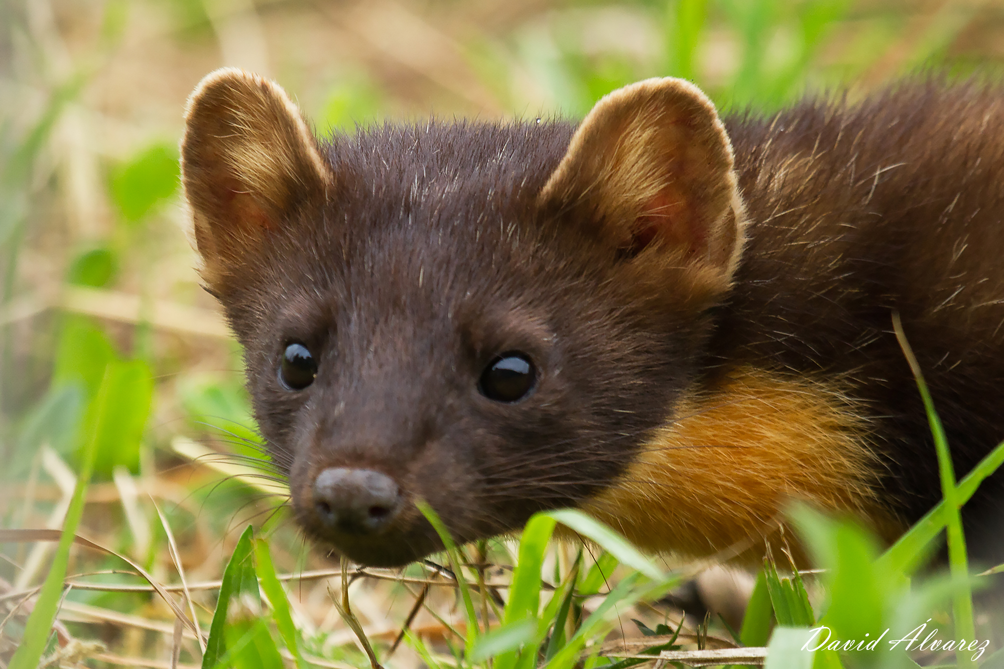 Naturaleza Cantábrica: Mi año de la marta