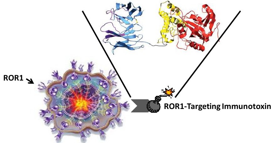 Genetics & Molecular Biology Journals: ROR1 is an Intriguing Target for ...
