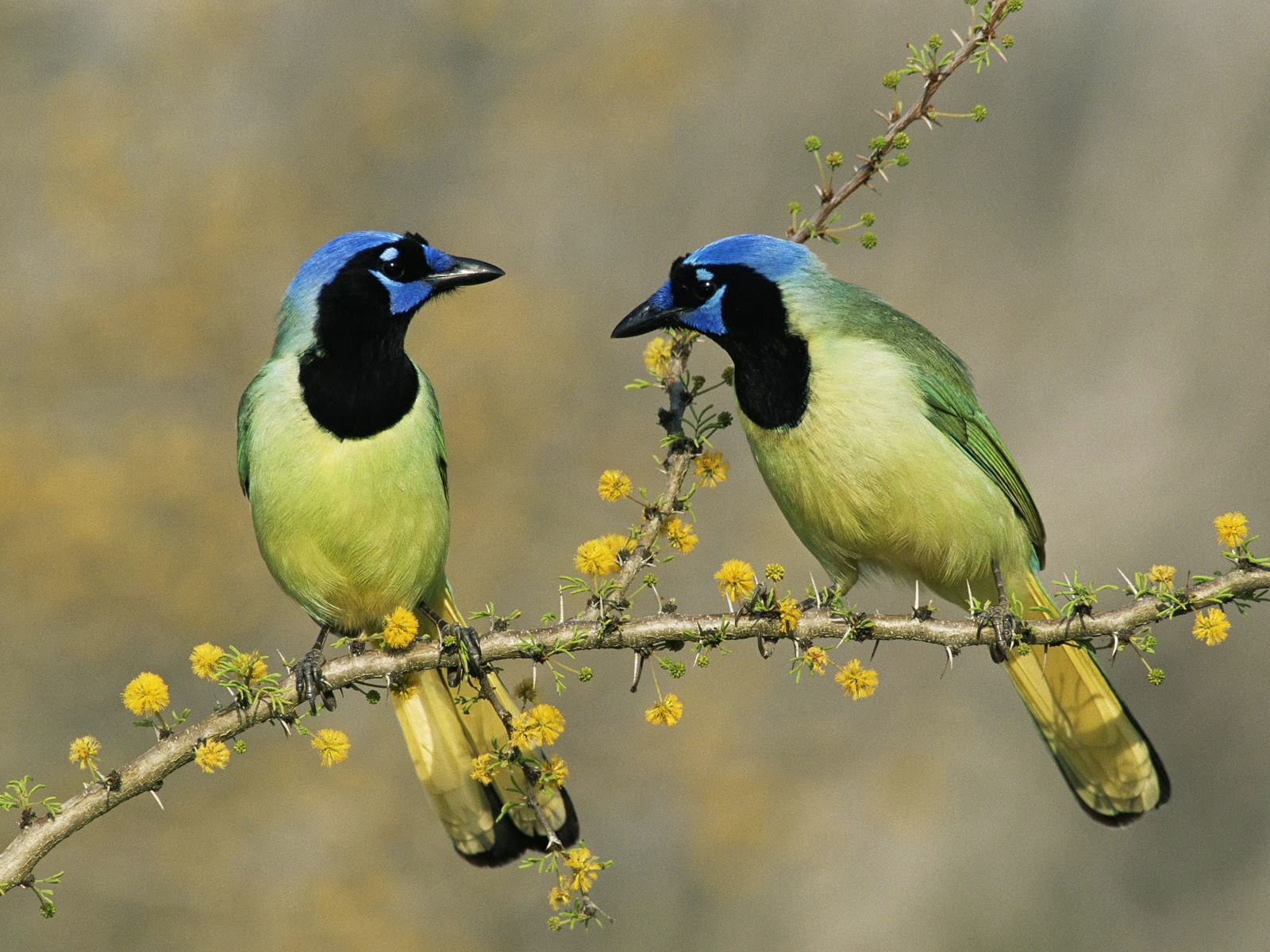 IMAGENSNET: PÁSSAROS - BIRDS