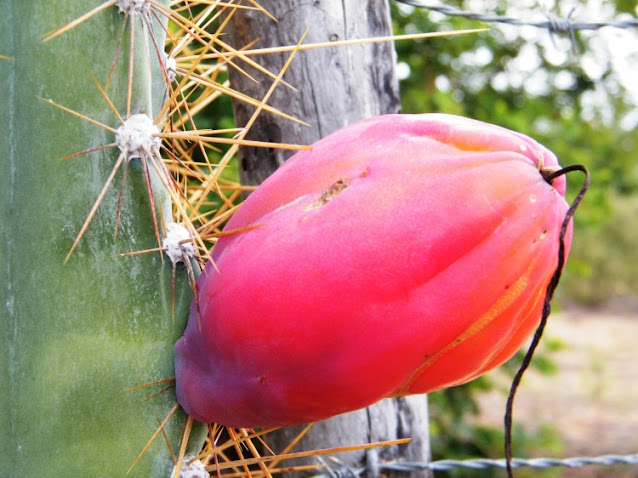 Mandacaru - Cereus jamacaru