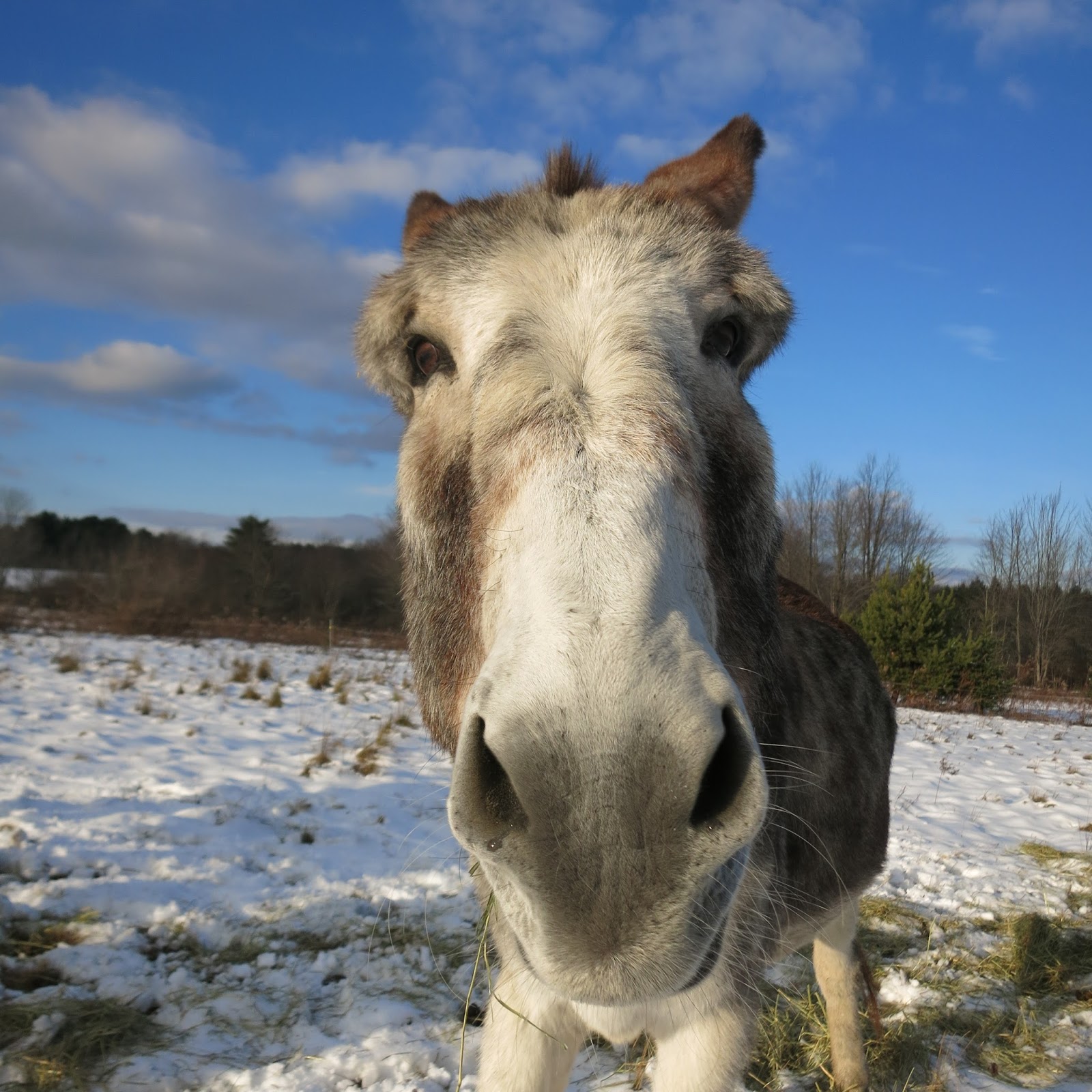 The Dancing Donkey: The Big Guy