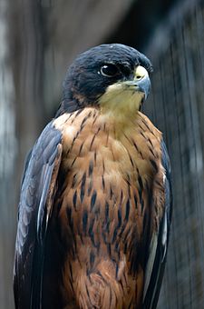 Burung Alap - Alap Dan Jenis- Jenisnya ~ Jendela Lestari