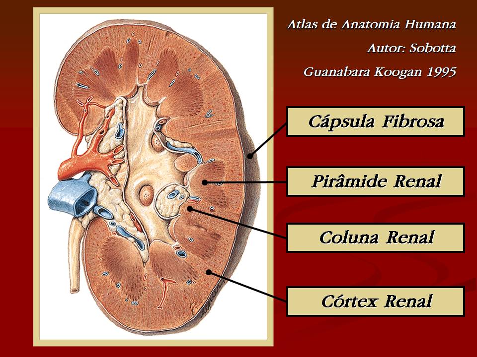 Apaixonados por Anatomia: Sistema Urinário