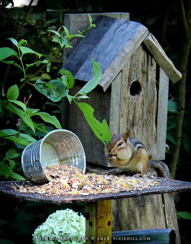 Pixie Hill: The Fairy Garden