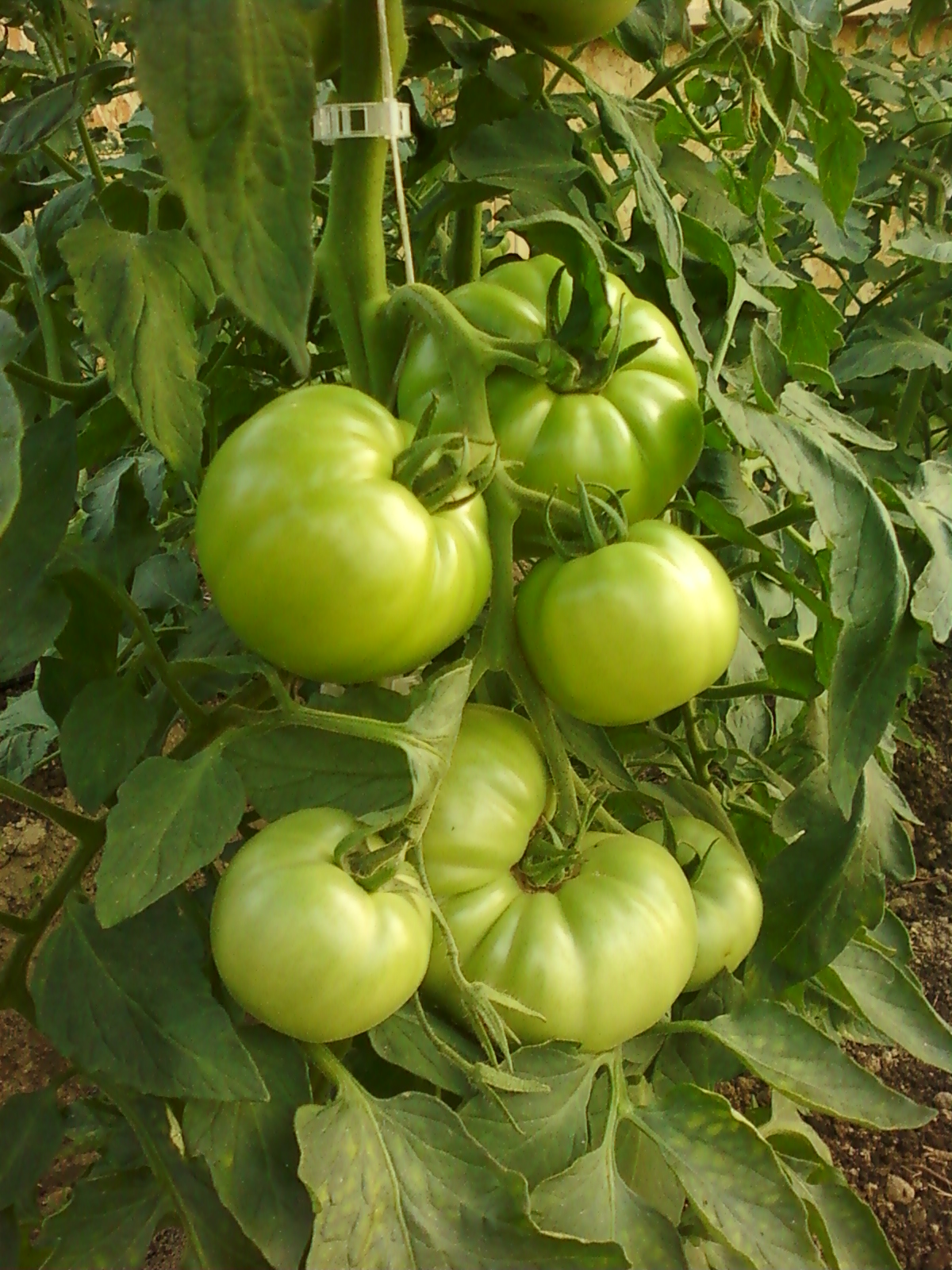 Grand View Farm: Green Tomato Mincemeat Recipe (And Cookies)