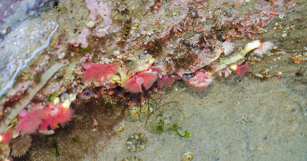 Wanderin' Weeta (With Waterfowl and Weeds): Just worms. Beautiful worms.
