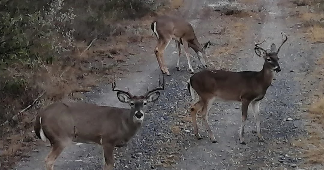 Cazador Mexicano: Venados del rancho la Ciénega, Cerralvo Nuevo León