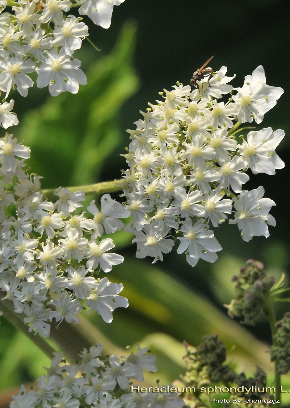 Medicinal Plants: Heracleum sphondylium Cow Parsnip hogweed