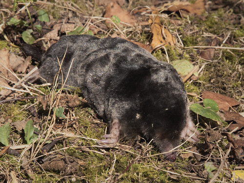 Akdeniz köstebeği - BilginCin
