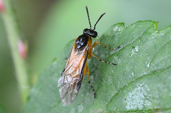 South-West Wildlife: Athaliini sawflies