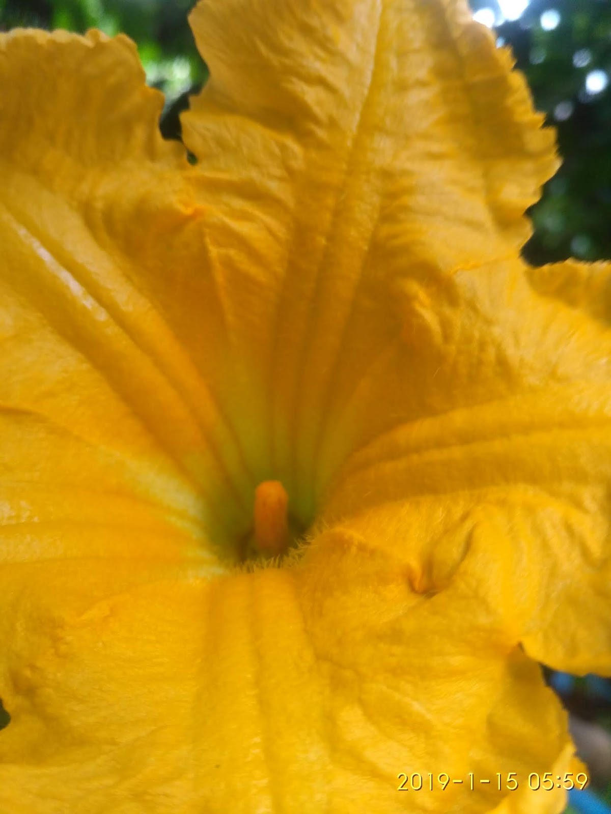 Rejo Nursery: Cara Membedakan Bunga Labu/ Waluh Jantan dan Betina