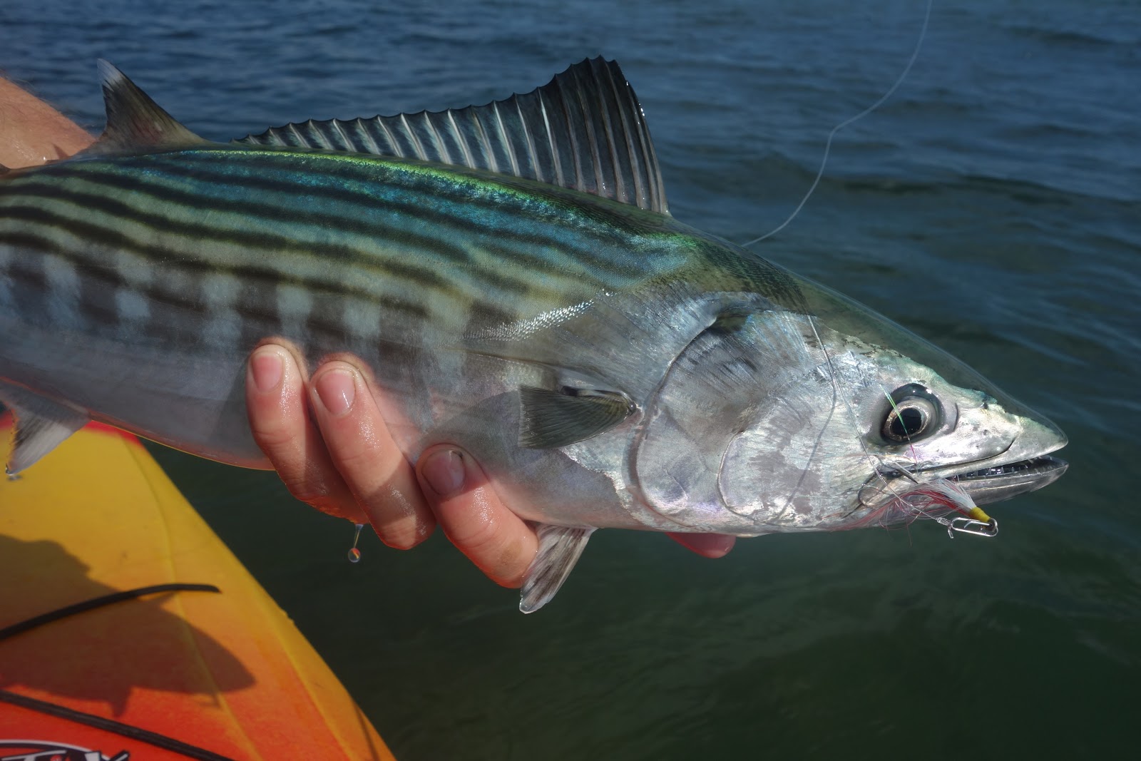 Connecticut Fly Angler: CT Bonito and Spanish Mackerel