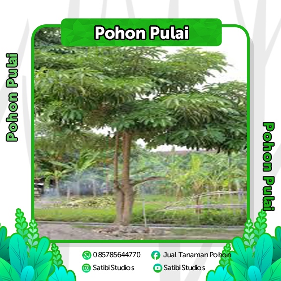 (0857-8564-4770) Jual Pohon Pule/Pulai Kawasan Kota Jakarta