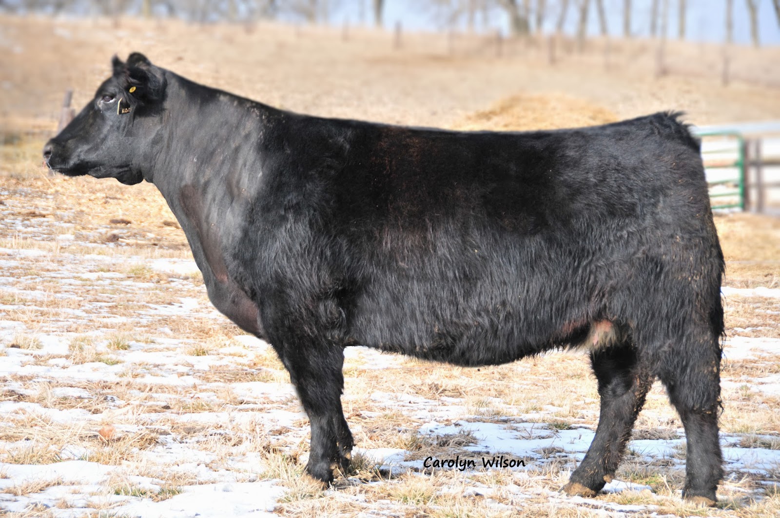 DIAMOND G CATTLE CO.: Donors