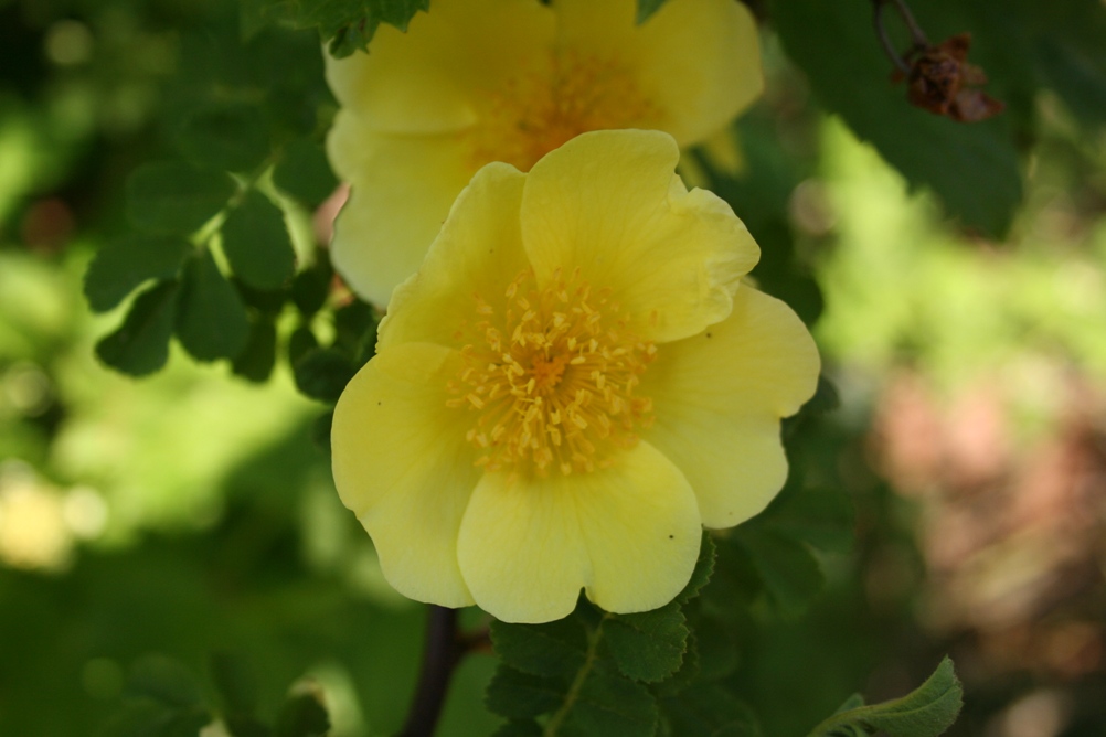 Pagus Soham: Rosa xanthina ... canary bird rose