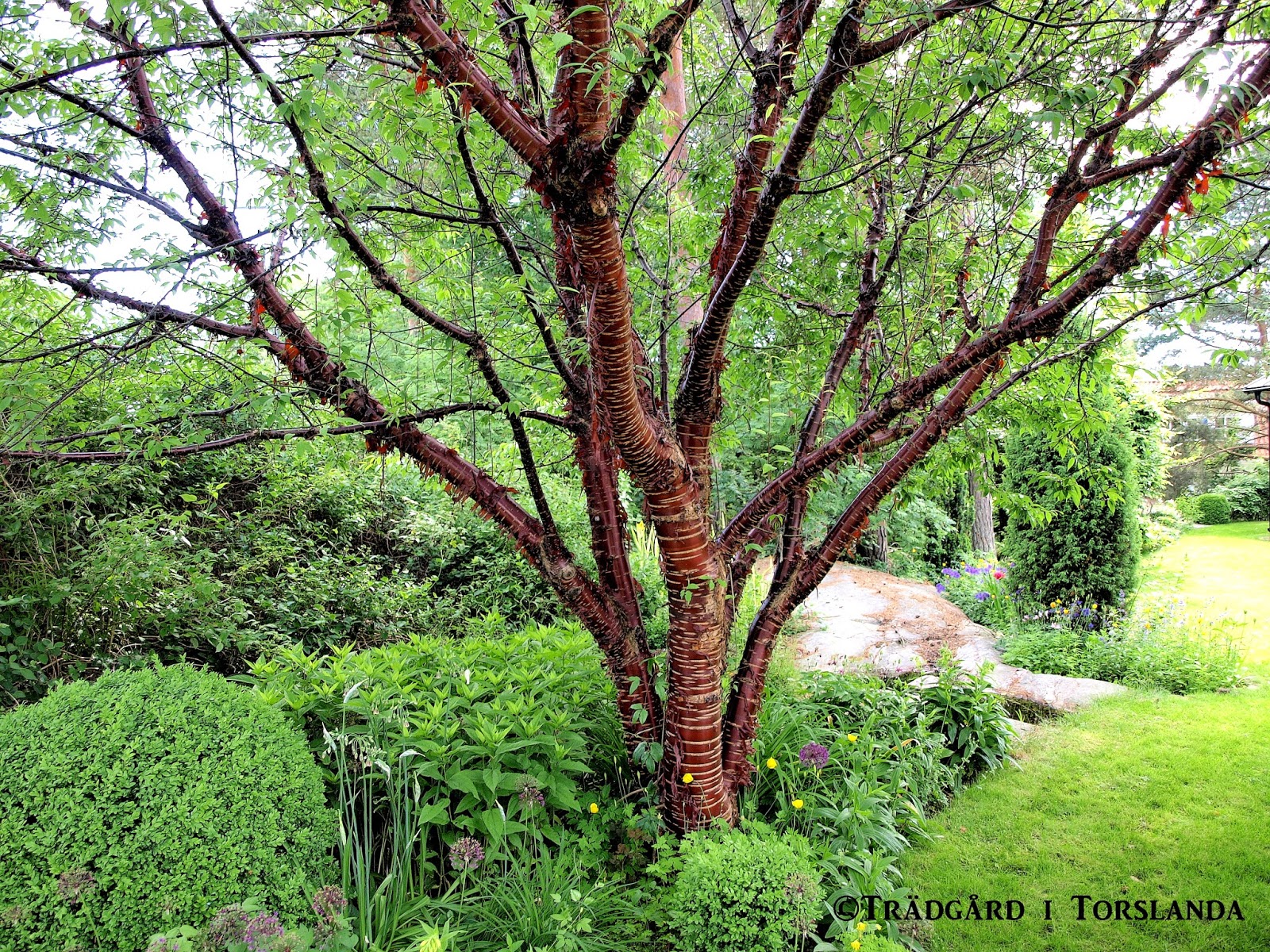 Trädgård i Torslanda: Trädgårdens delar #4; uppfarten
