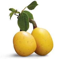 WebTvAngolana: Frutos e Frutas Silvestres de Angola 2019