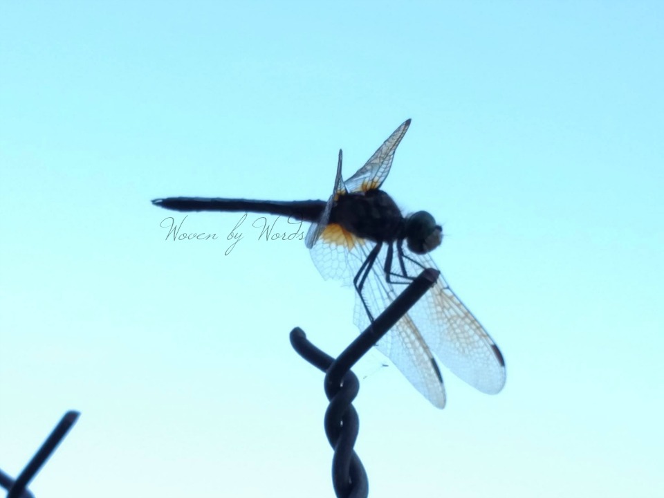 Woven by Words: Wordless Wednesday: Dragonflies
